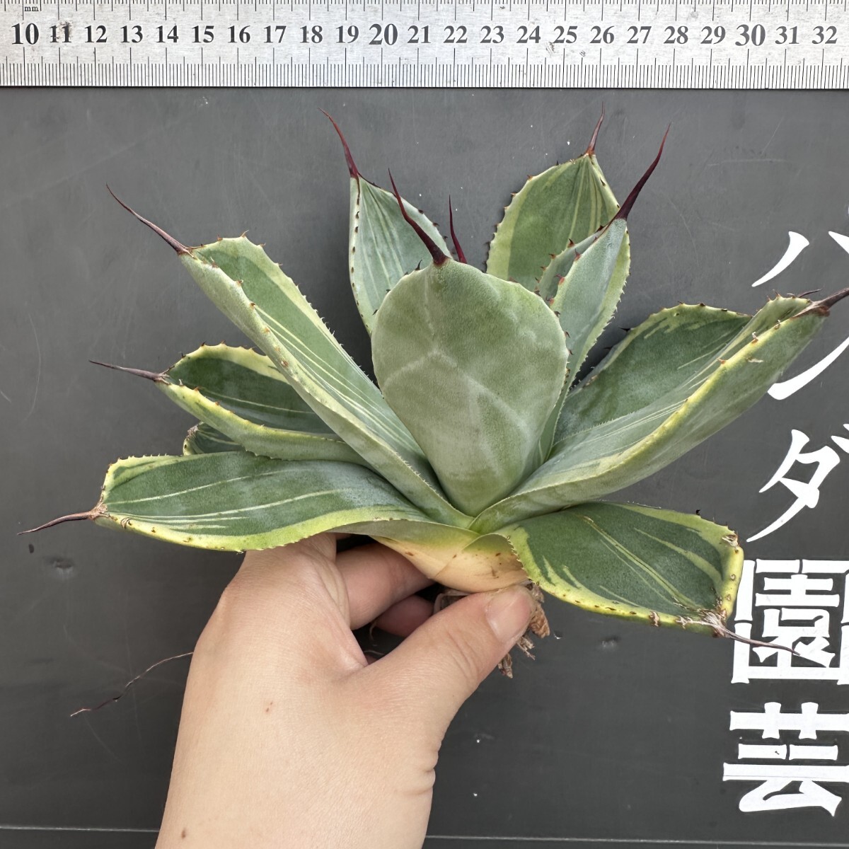 Yahoo!オークション - D84 【パンダ園芸】多肉植物アガベ パリー トラ...