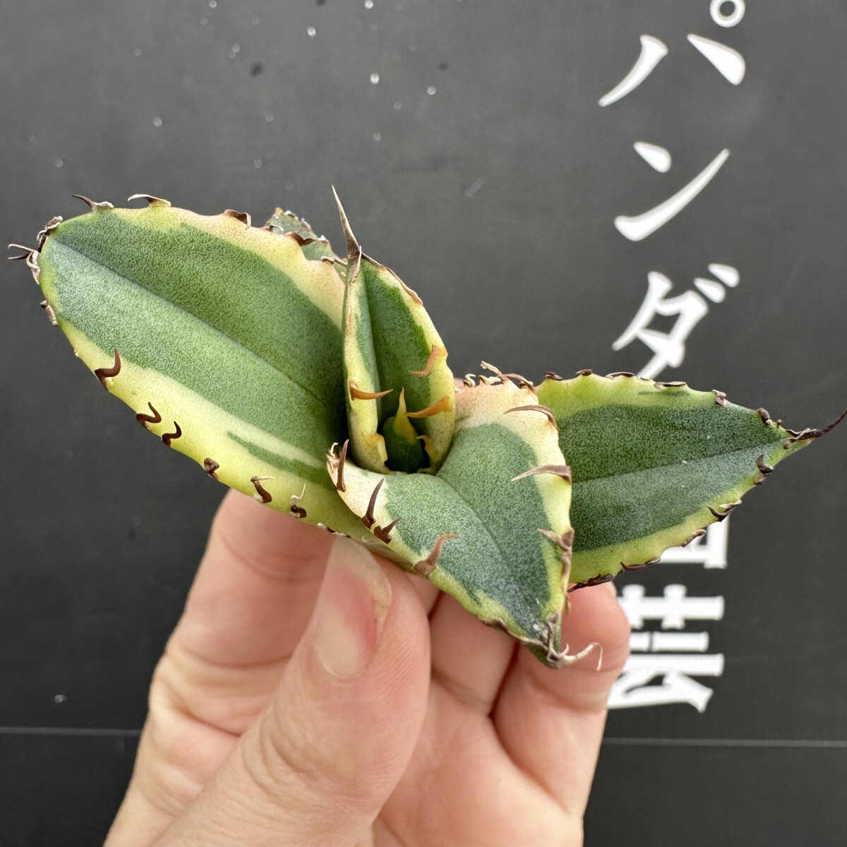 Yahoo!オークション - F71【パンダ園芸】アガベ チタノタ ' シーズナル...