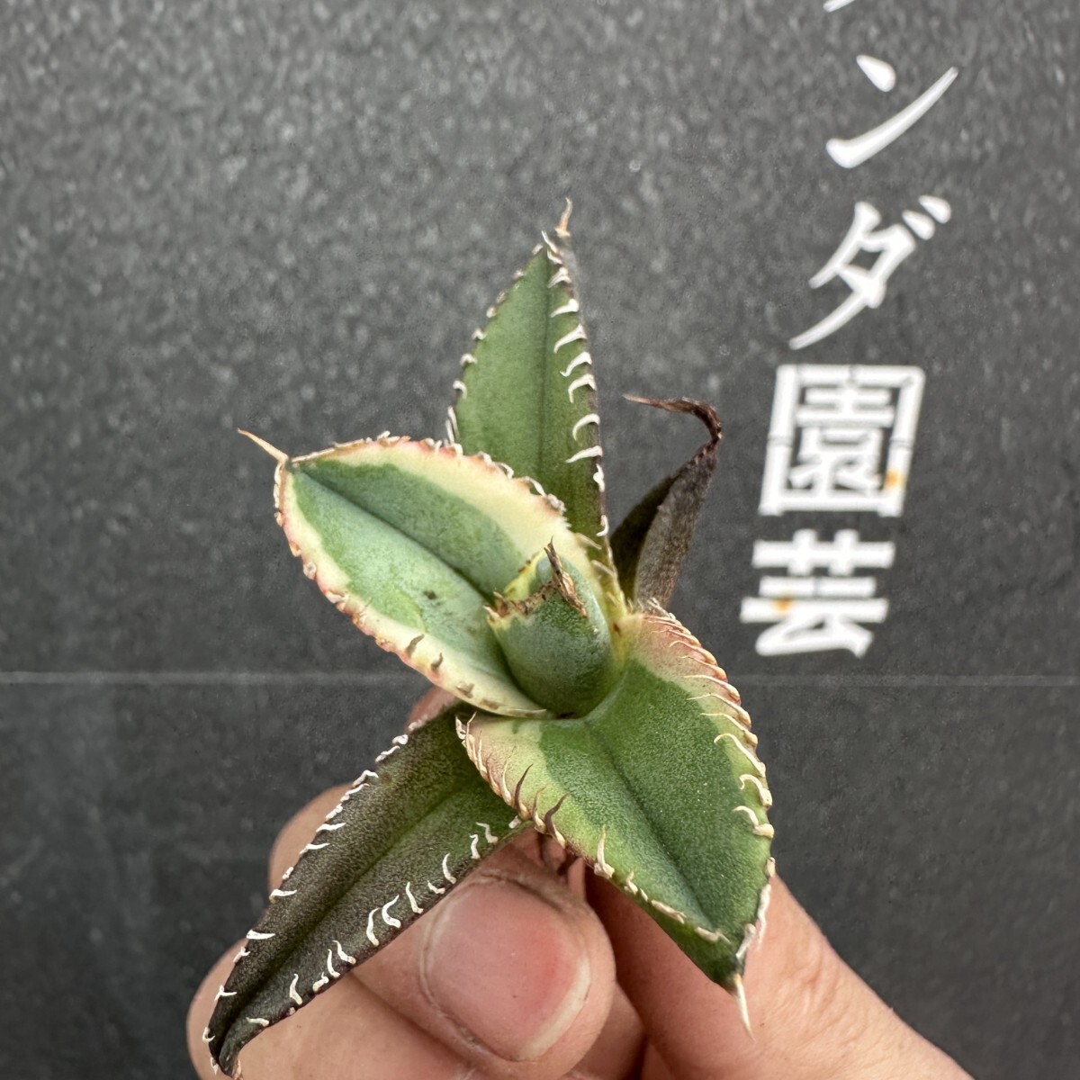 Yahoo!オークション - K56【パンダ園芸】アガベagave チタノタ 白豪棘 ...