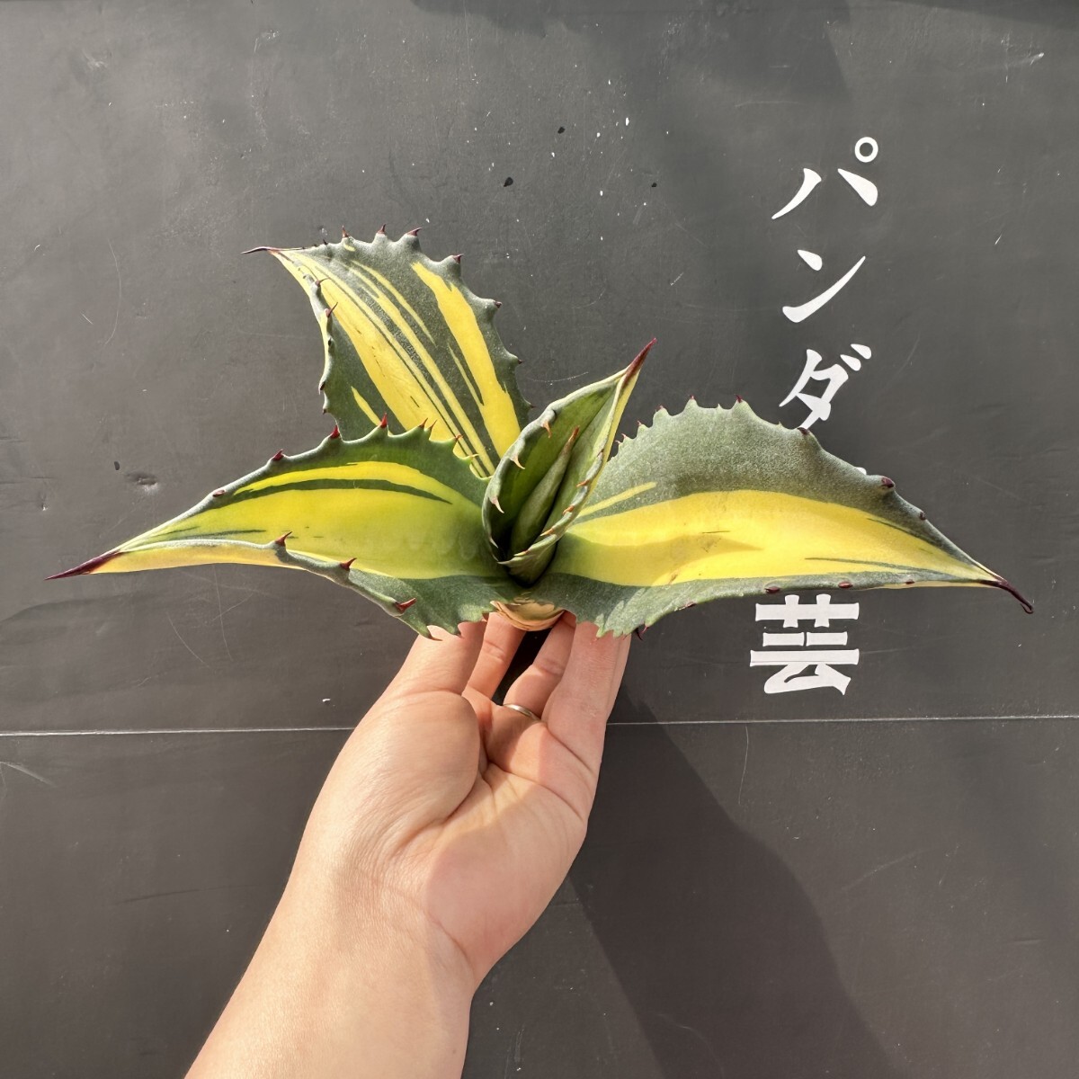 Yahoo!オークション - B77【パンダ園芸】 アガベ 多肉植物アガベ フェ...