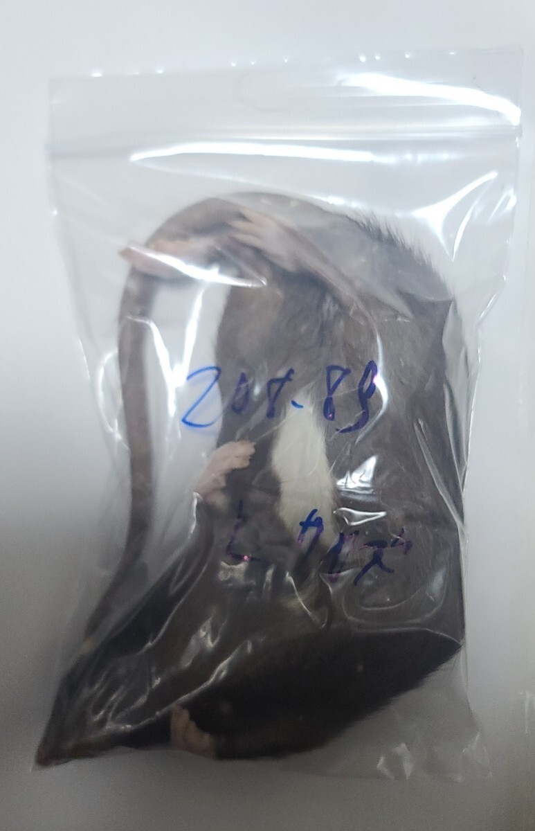 Yahoo!オークション - 1匹 Lサイズ 208g 冷凍ラット 爬虫類 猛禽類の餌...