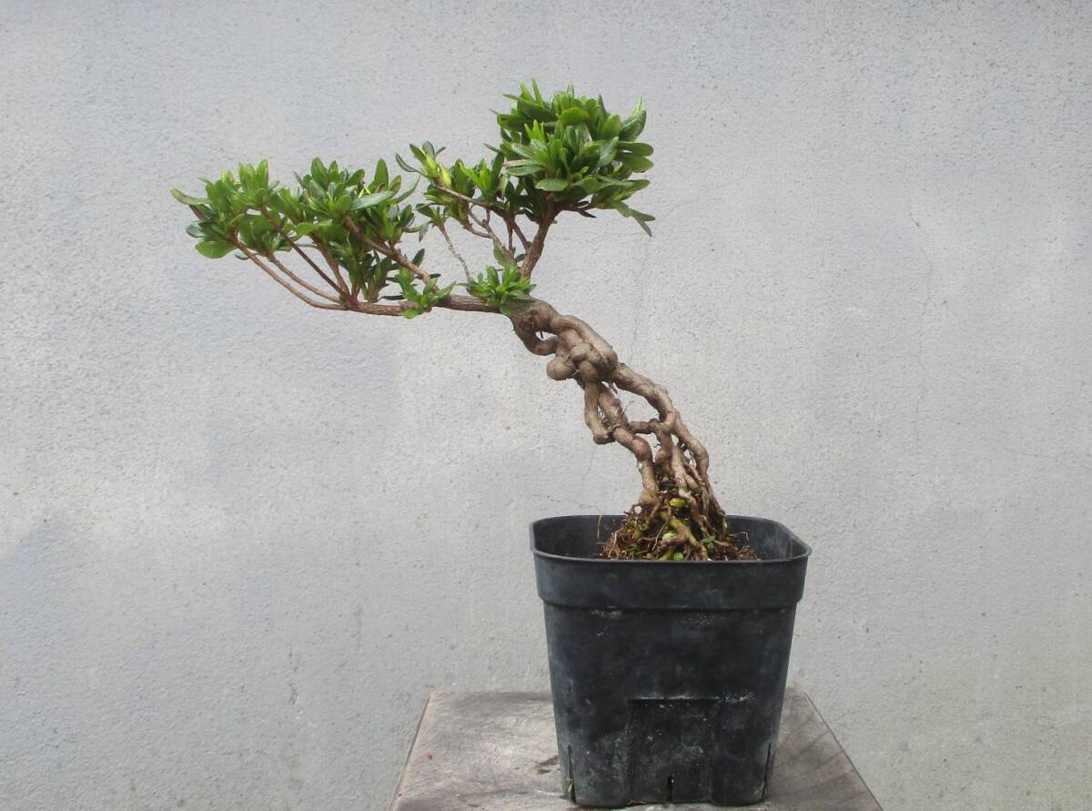 Yahoo!オークション - 小品 根上がり さつき盆栽 紀美丸 鉢 9 9cm