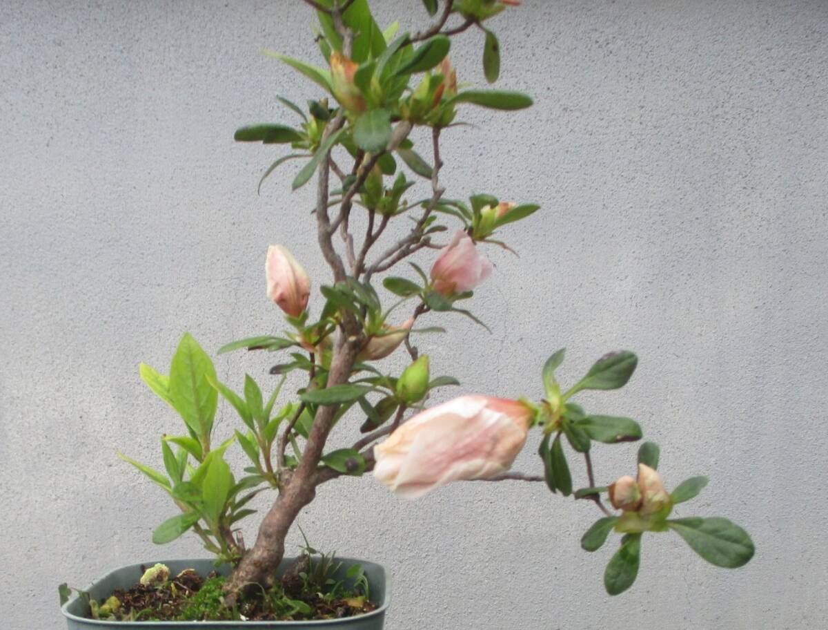 Yahoo!オークション - 小品 さつき盆栽 玉玲 鉢 9 9cm