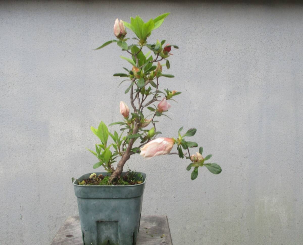 Yahoo!オークション - 小品 さつき盆栽 玉玲 鉢 9 9cm