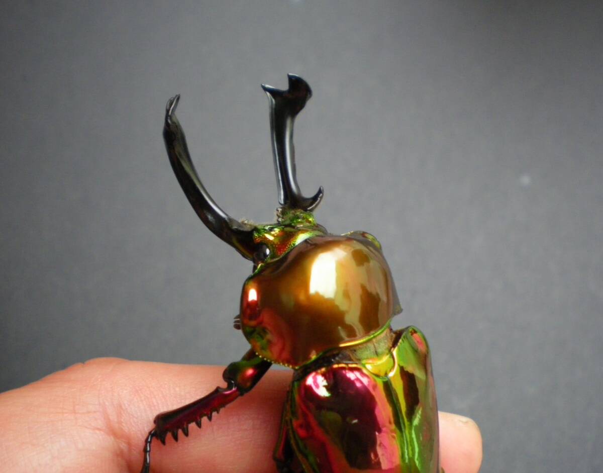 Yahoo!オークション - 極艶 RTN本家累代 ピカール血統（レッド）ニジイ...