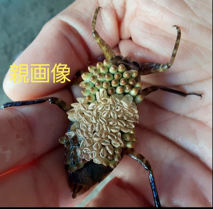 Yahoo!オークション - レア外産水棲昆虫 タガメモドキ 新成虫ペア ナイ...