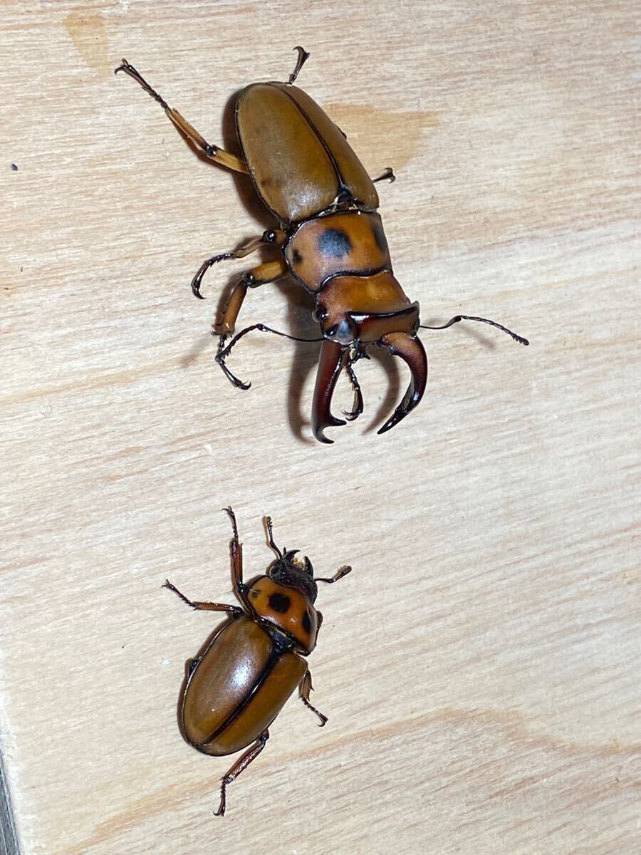 Yahoo!オークション - グラディアトールメンガタクワガタ ③ WF2 幼虫5...