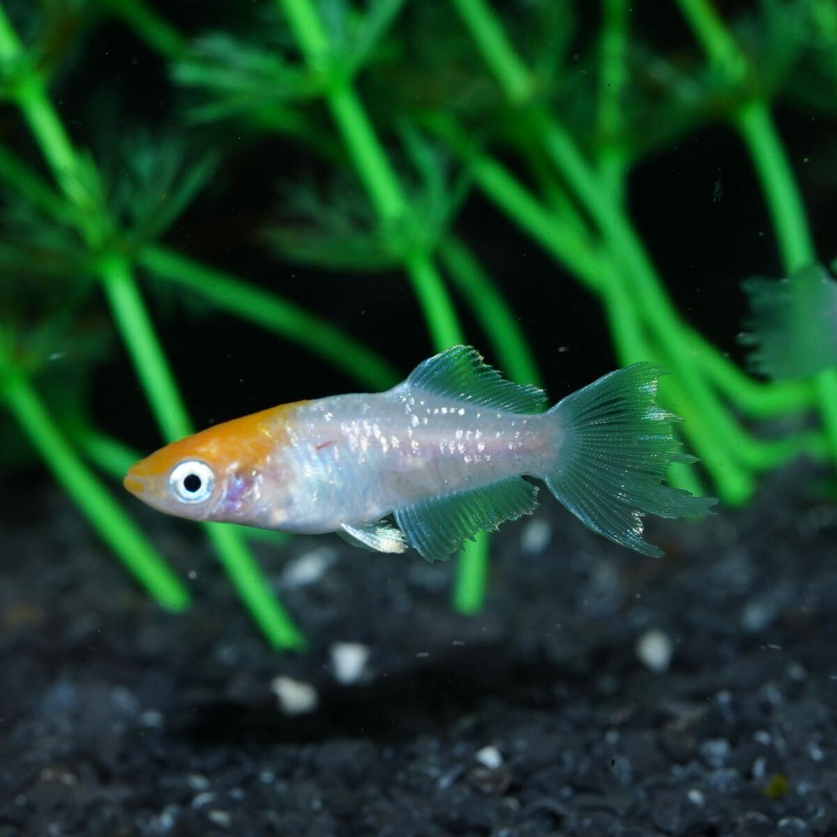 Yahoo!オークション - 【わくわくメダカ】ハイビスカス 1ペア めだか ...