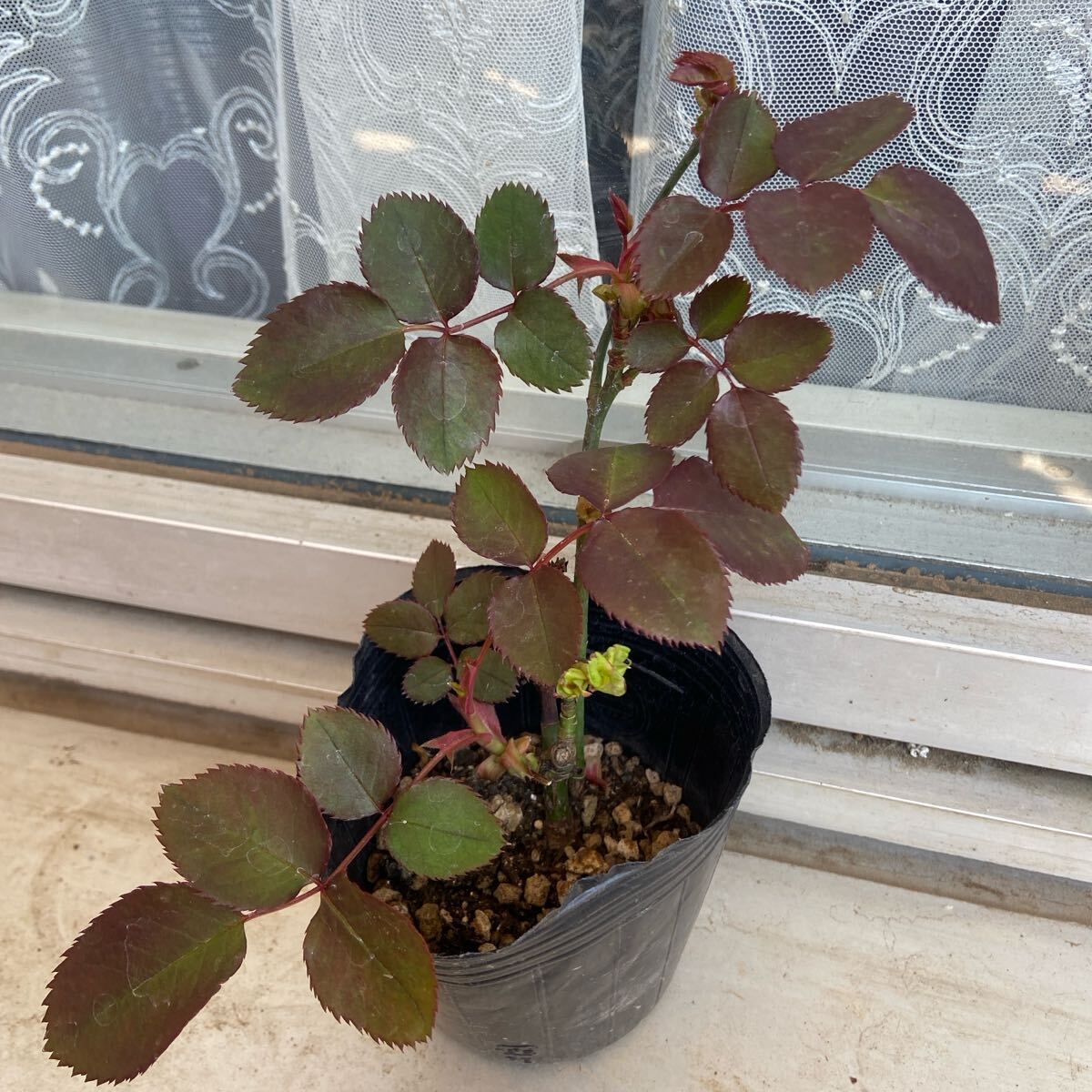 Yahoo!オークション - 赤バラ 強香苗 D84