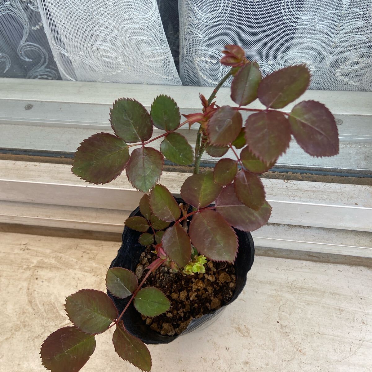 Yahoo!オークション - 赤バラ 強香苗 D84