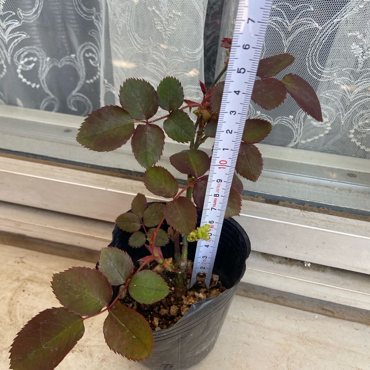 Yahoo!オークション - 赤バラ 強香苗 D84