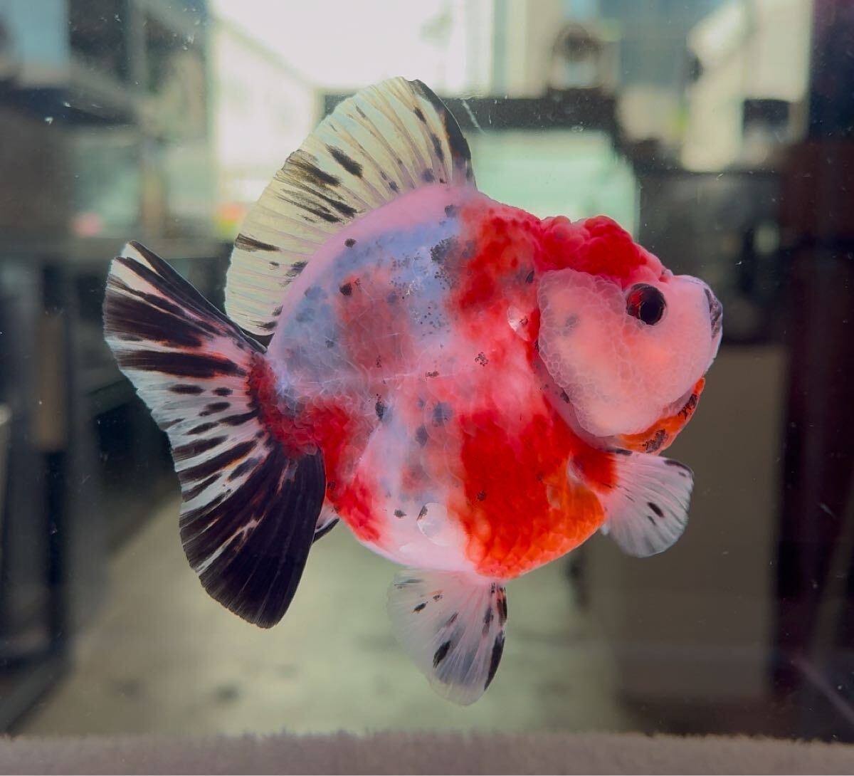 Yahoo!オークション - 【AQUA SHOP 麒麟】極上 ローズテールオランダST...