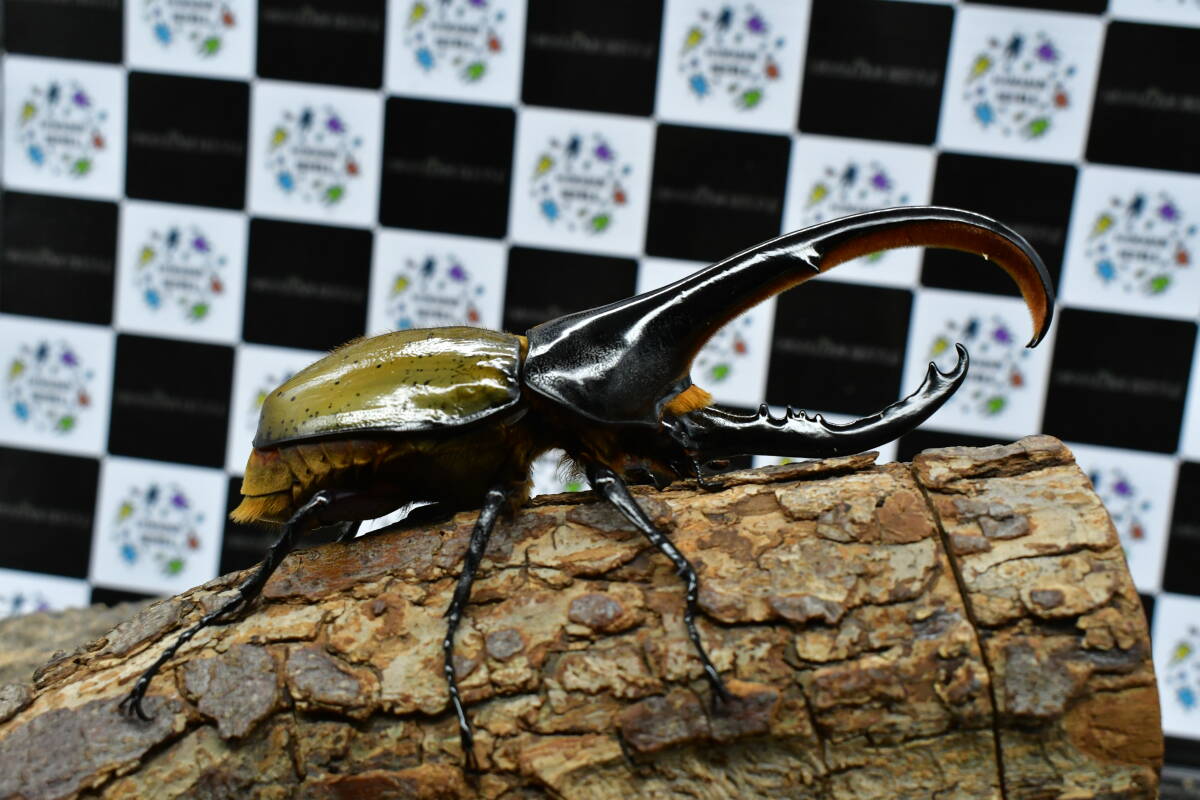 Yahoo!オークション - DHヘラクレスオオカブト 新成虫 ♂単品 WF2 ②