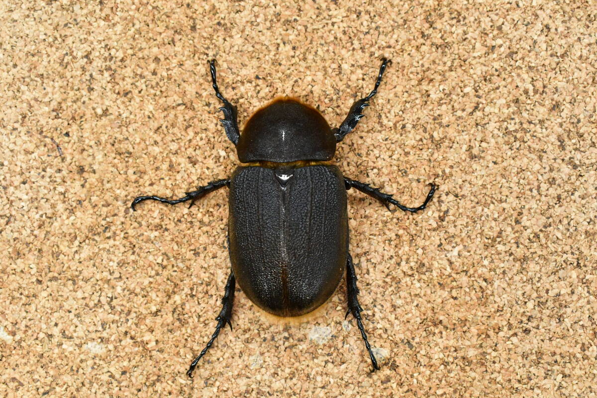 Yahoo!オークション - DHヘラクレスオオカブト 新成虫 ♀単品 WF2 ①