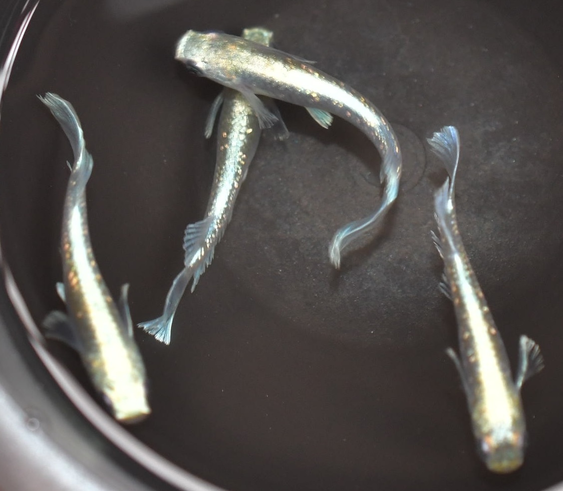 Yahoo!オークション - SS エメキン2ペア A280