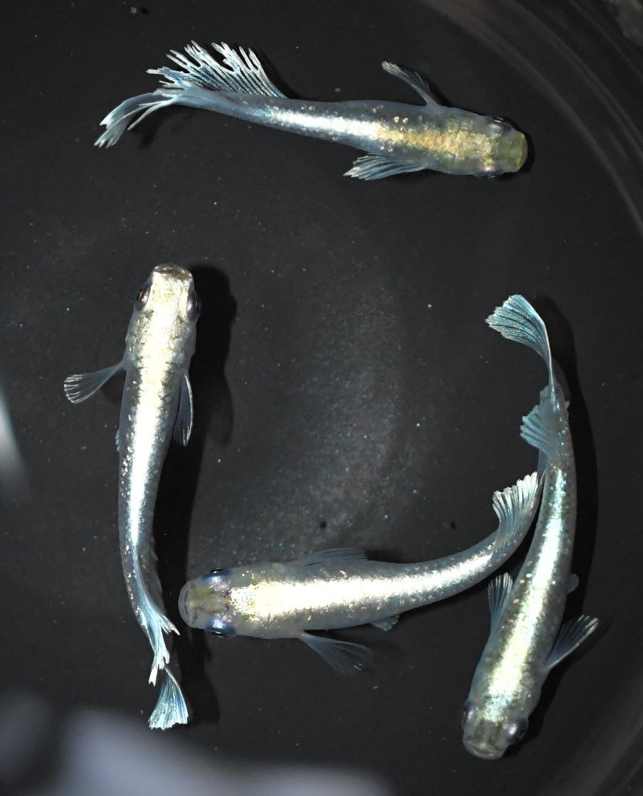 Yahoo!オークション - SS エメキン2ペア A305