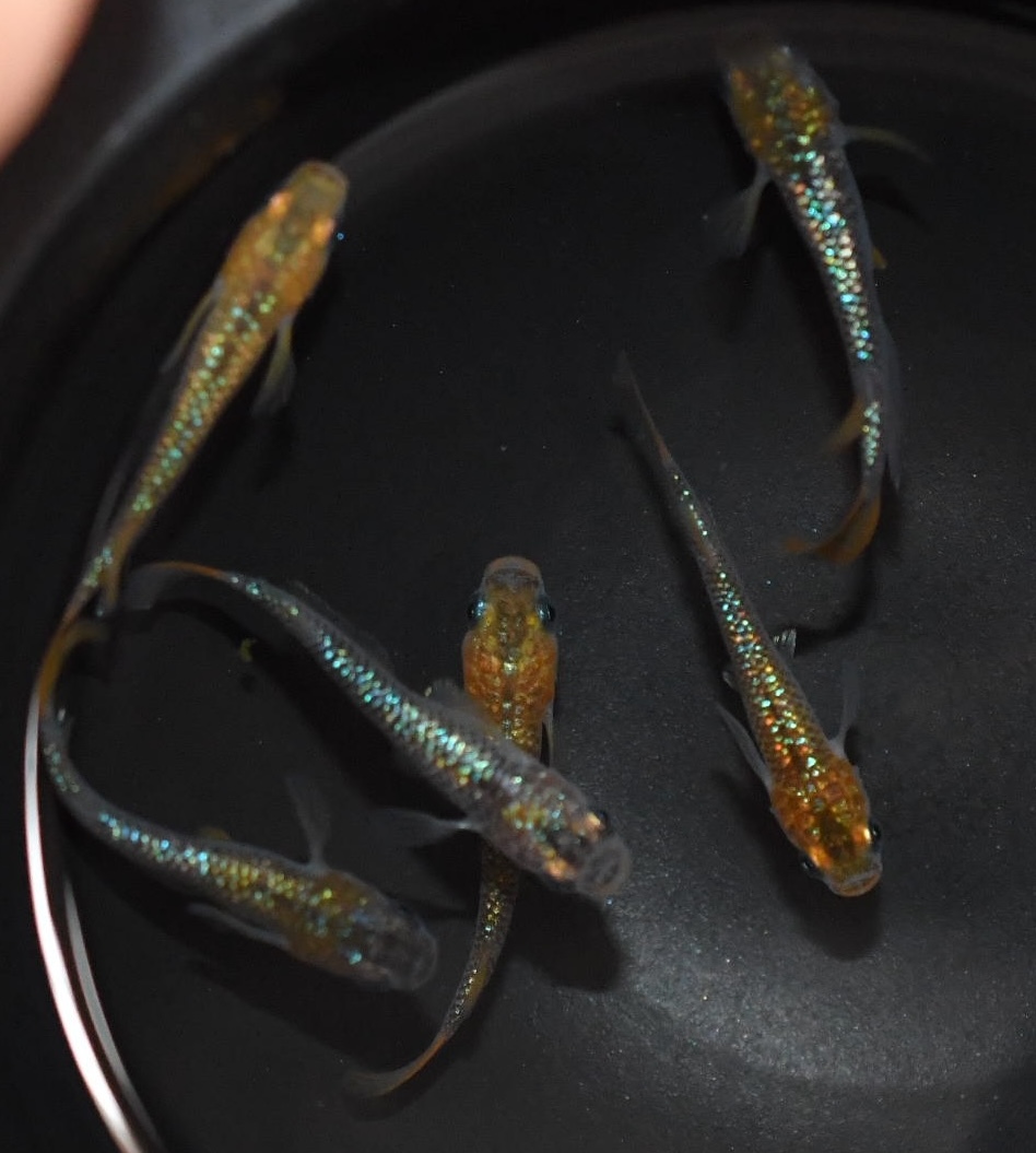 Yahoo!オークション - SS 令和オーロラサファイア3ペア A559