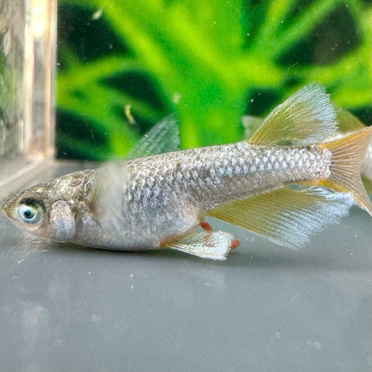 Yahoo!オークション - 【きら星】初出品 カーネリアン RLF 1ペア おま...