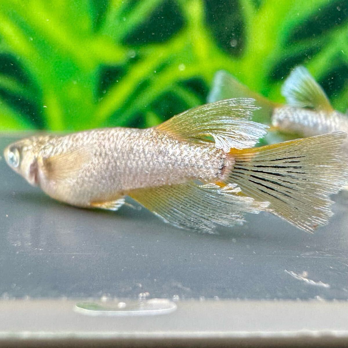 Yahoo!オークション - 【きら星】初出品 カーネリアン RLF 1ペア おま...