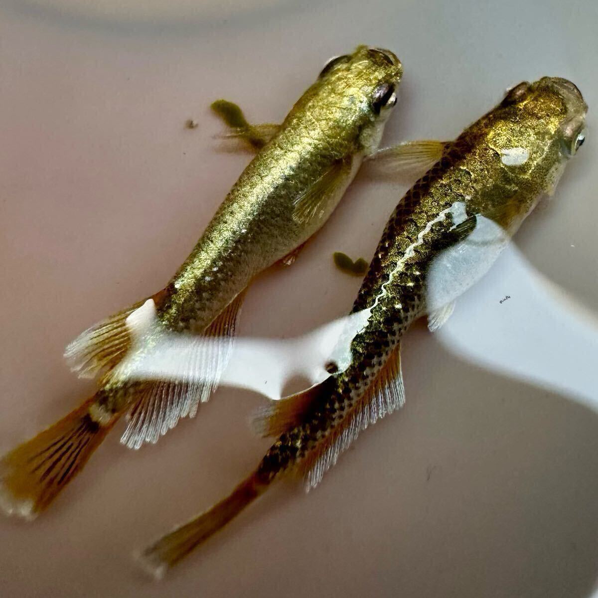 Yahoo!オークション - 【きら星】初出品 カーネリアン RLF 1ペア おま...