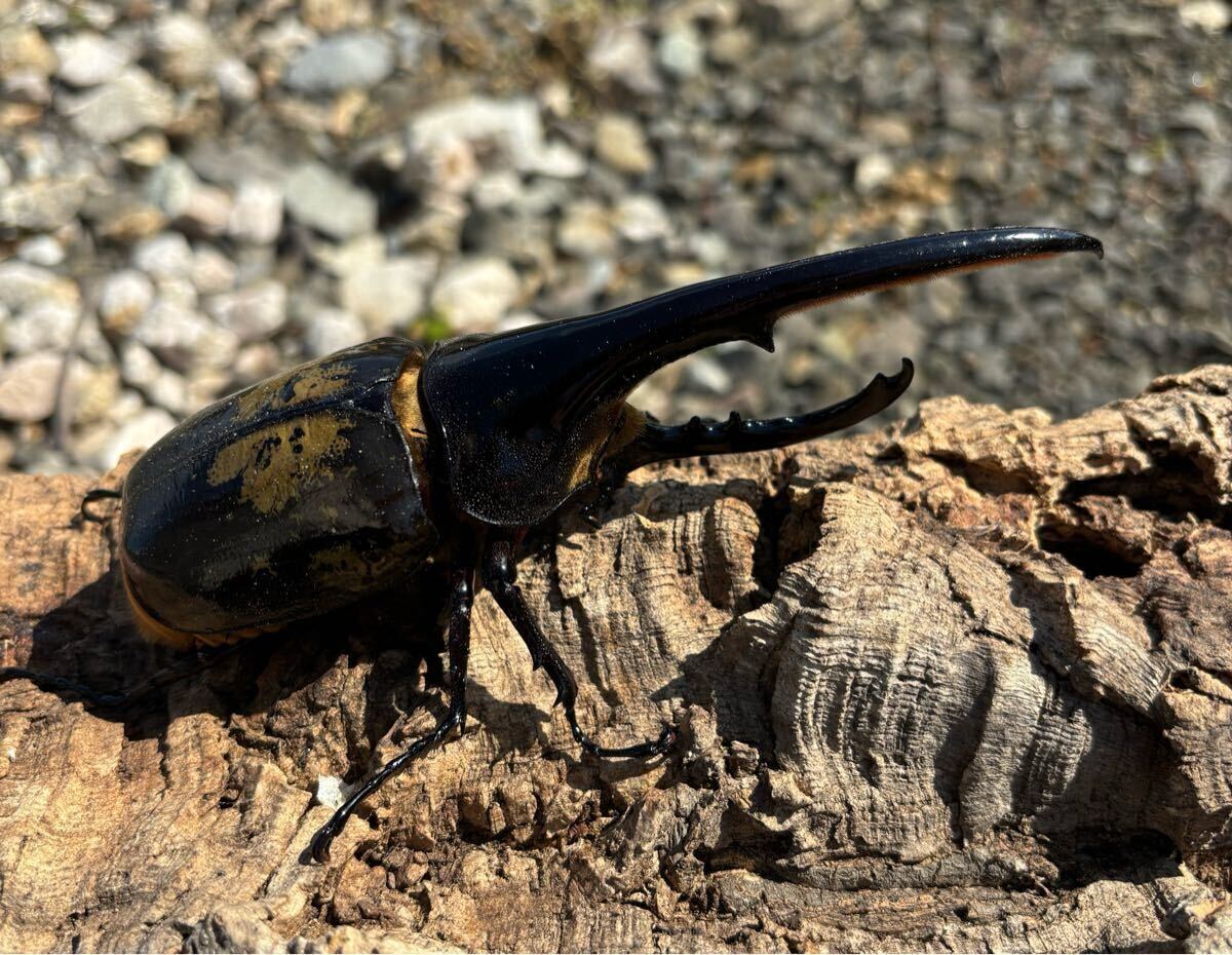 Yahoo!オークション - ヘラクレスオオカブト ♂158mm DHヘラクレス