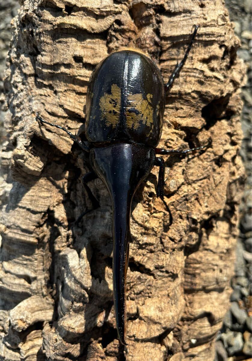 Yahoo!オークション - ヘラクレスオオカブト ♂158mm DHヘラクレス