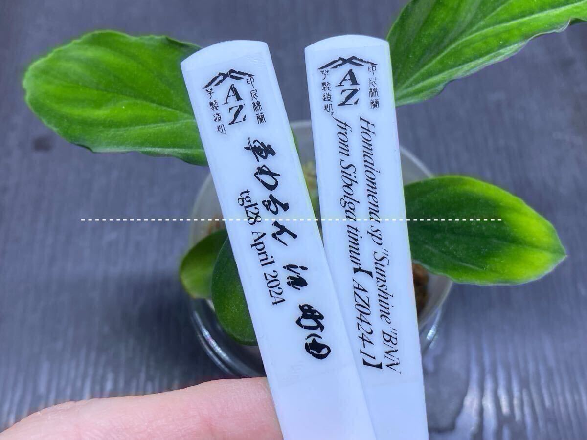 Yahoo!オークション - Homalomena sp.“Sunshine”BNN from Sibolga ti...