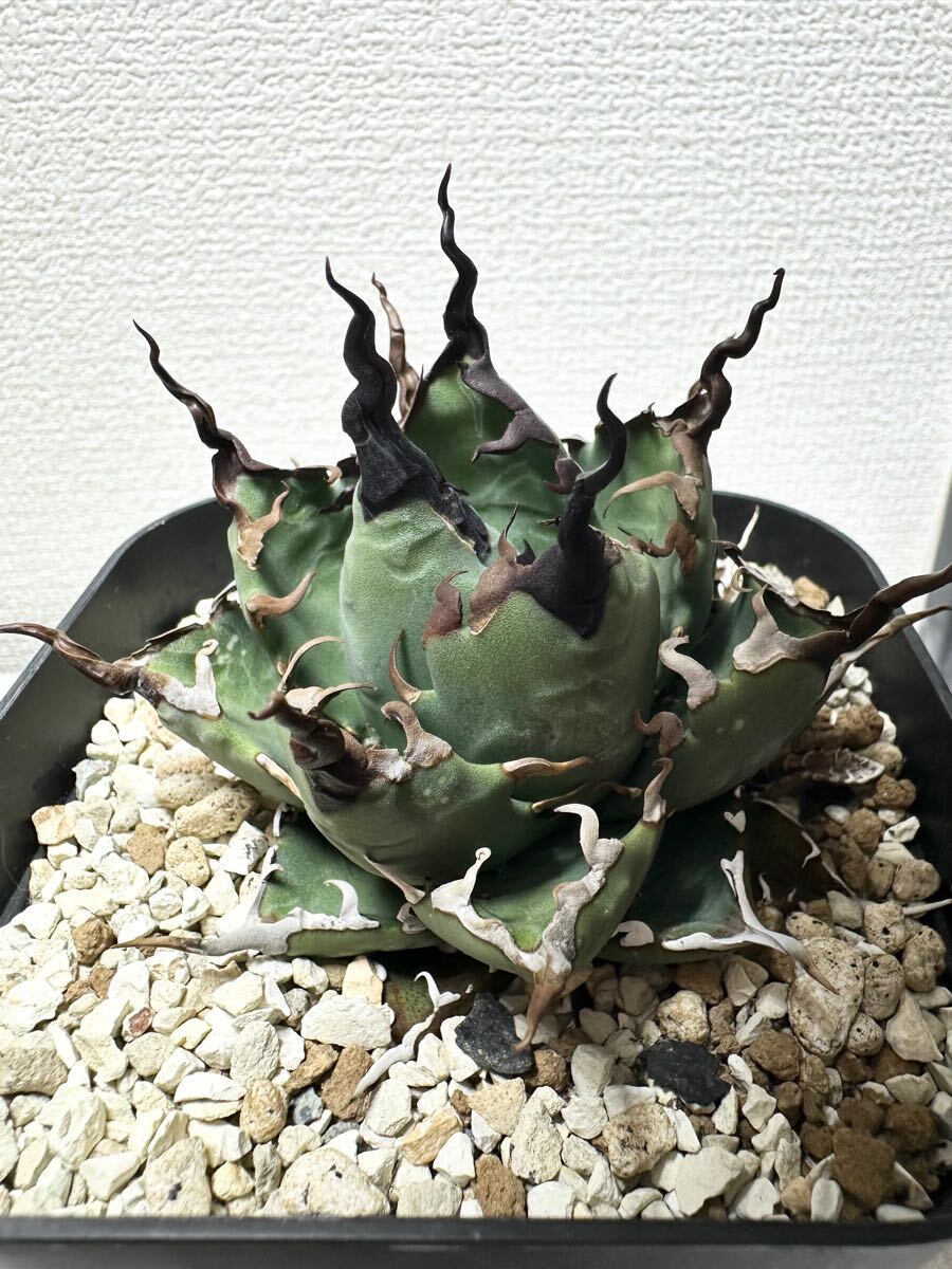 現物出品 アガベ ハイブリッド ネバデンシス×ブラックアンドブルー ジェレミー氏作出 agave hyb(アガベ)｜売買されたオークション情報、yahooの商品情報をアーカイブ公開 ...