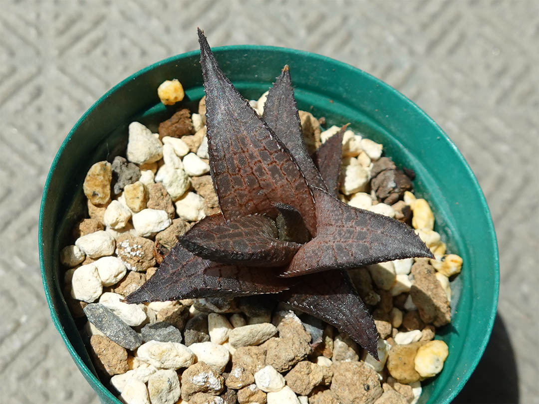 Yahoo!オークション - ハオルチア ハオルチオプシス テッセラータ Hawo...