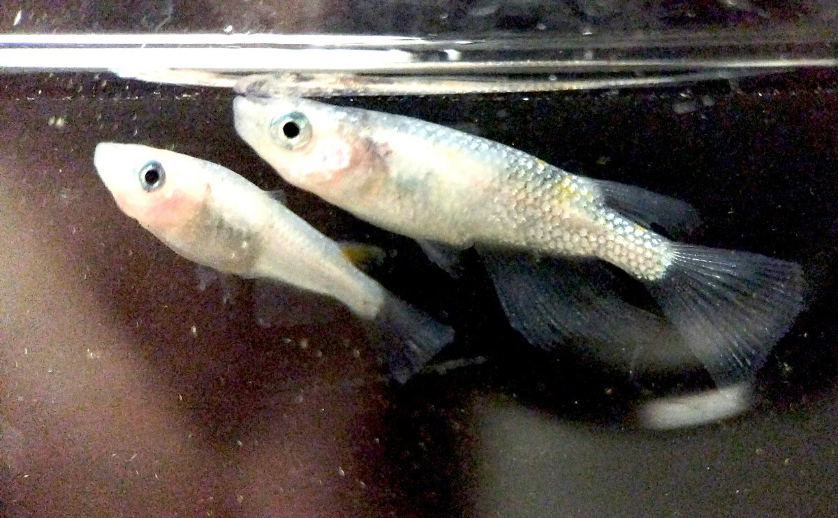 Yahoo!オークション - 三日月 白斑RLF 3ペア+1【オプティメダカ】 【め...