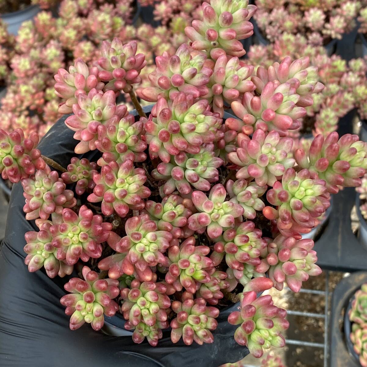 Yahoo!オークション - 30株 P623-1多肉植物 エケベリア 虹の玉錦 サボ...