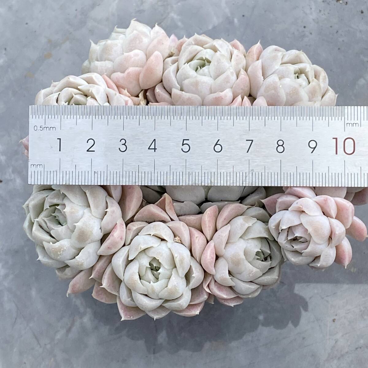 Yahoo!オークション - 20株 Q527 多肉植物 エケベリア 白月影 サボテン...