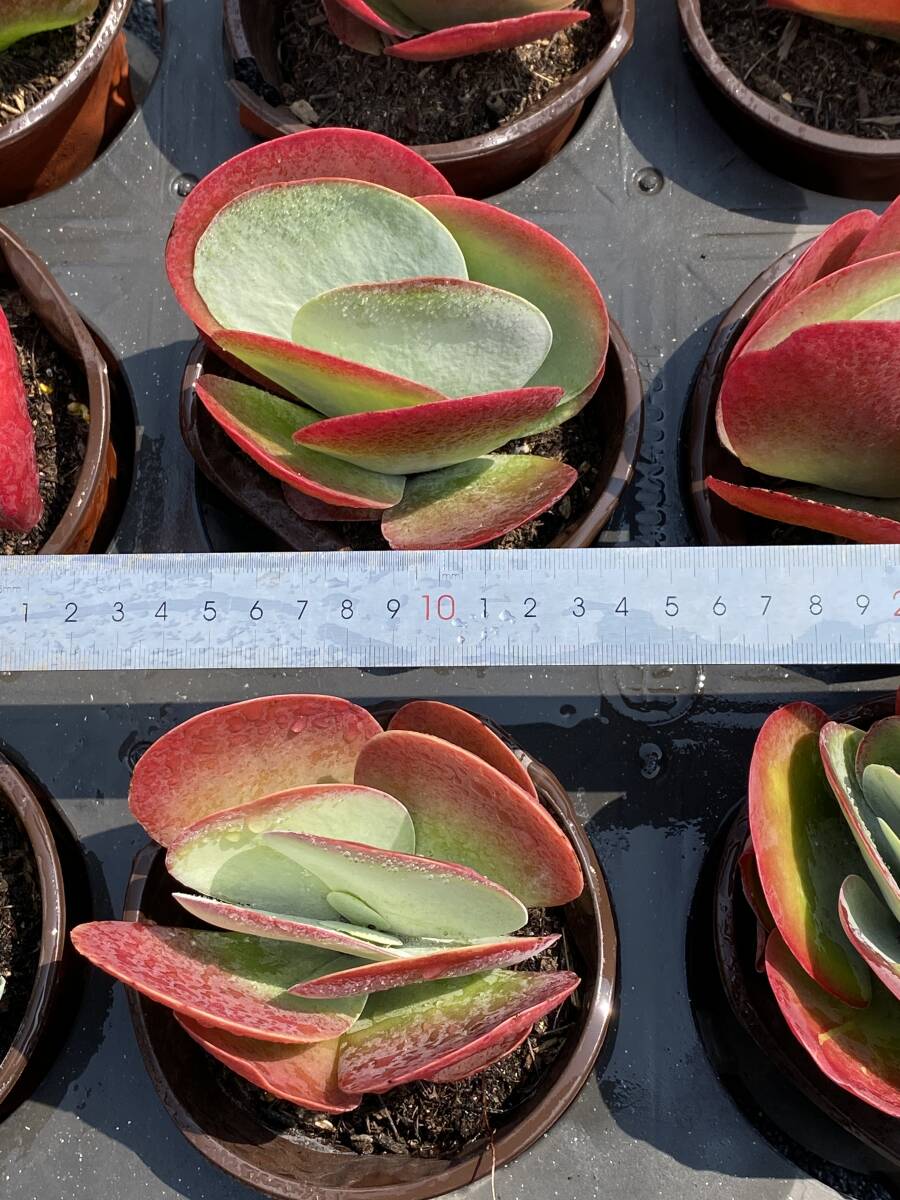 Yahoo!オークション - 24株 P664-1 多肉植物 エケベリア 唐印 サボテン...