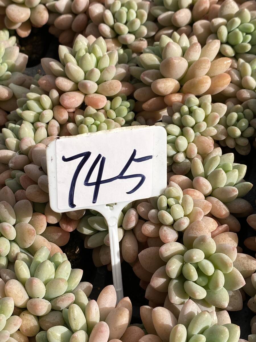 Yahoo!オークション - 32株 T745 多肉植物 エケベリア キャビア 観葉植...