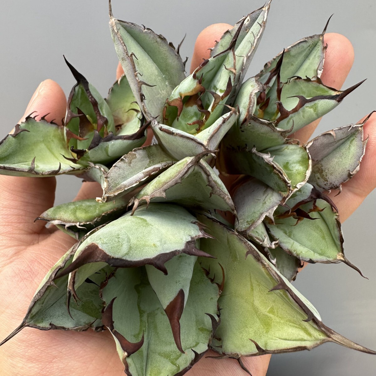 Yahoo!オークション - 【L LONG】C23特選 アガベ 多肉植物 チタノタ BB...