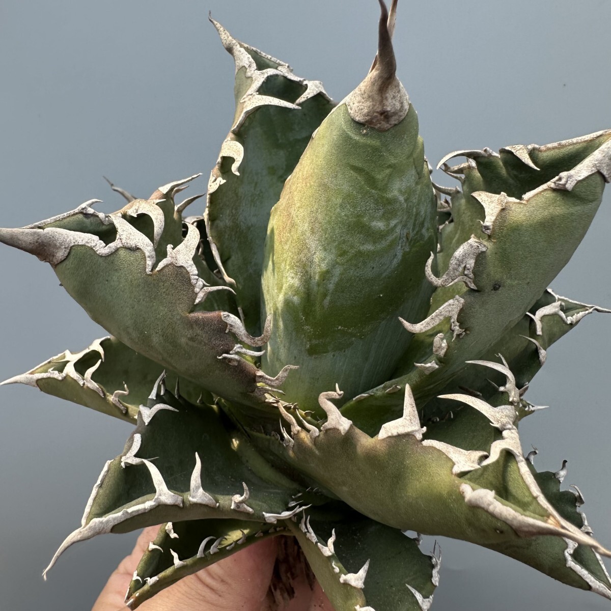 Yahoo!オークション - 【L LONG】D27 激レア高級品種 アガベ チタノタ ...