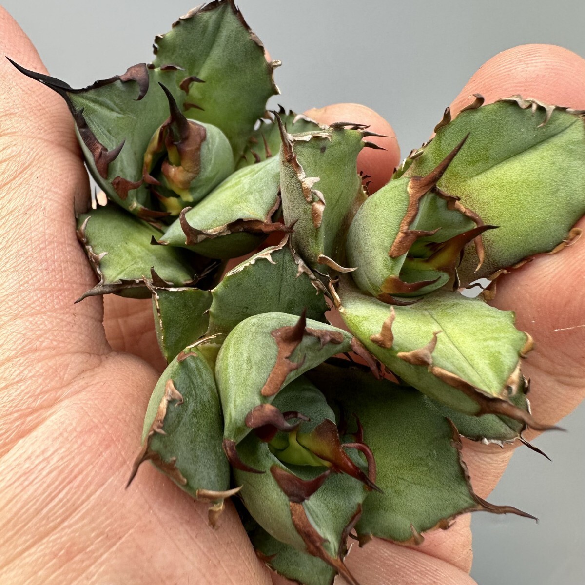 Yahoo!オークション - 【L LONG】D72 特選 アガベ 多肉植物 チタノタ ...