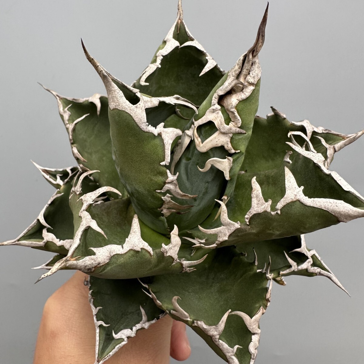 Yahoo!オークション - 【L LONG】E59 激レア高級品種 アガベ チタノタ ...