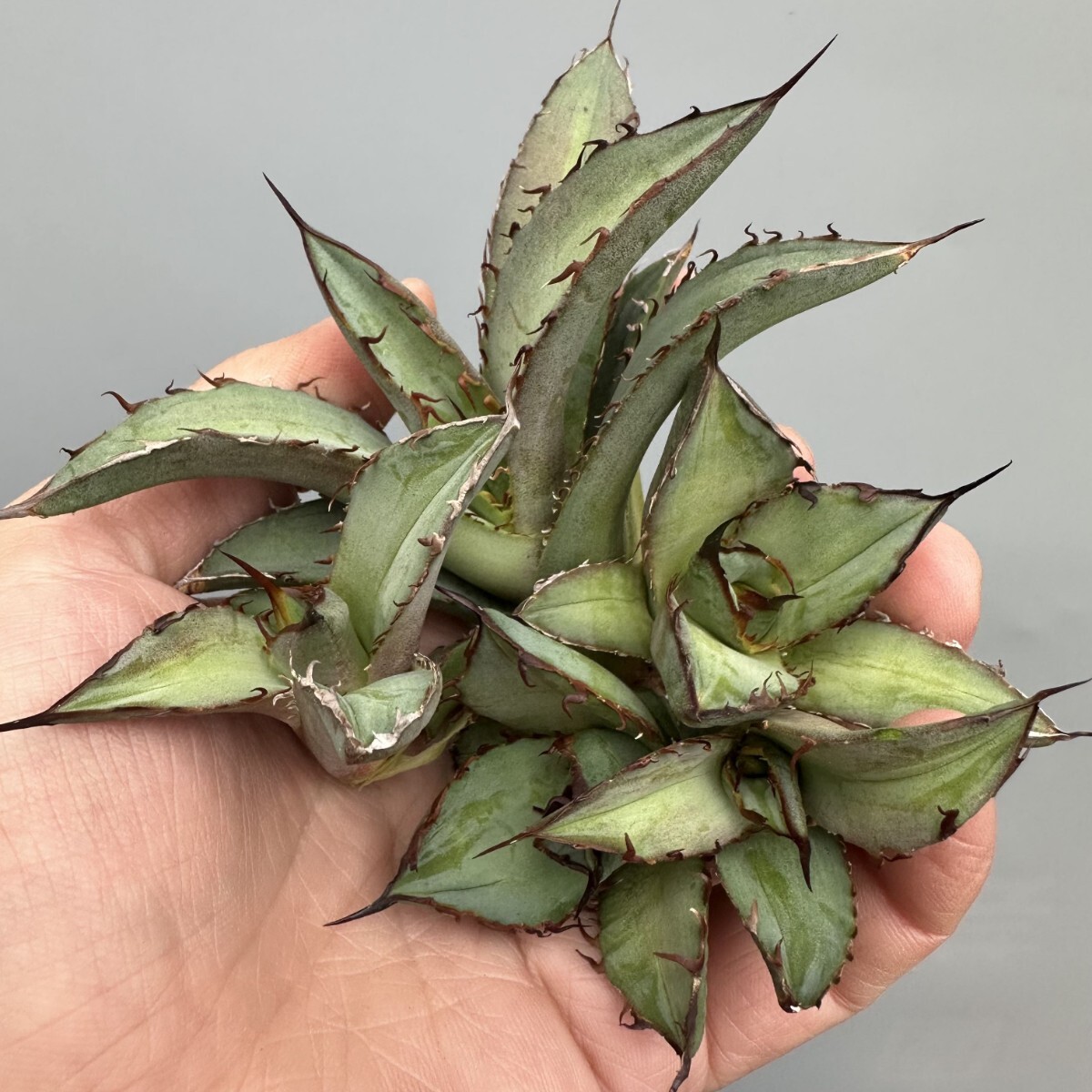 Yahoo!オークション - 【L LONG】F64 特選 アガベ 多肉植物 チタノタ ...