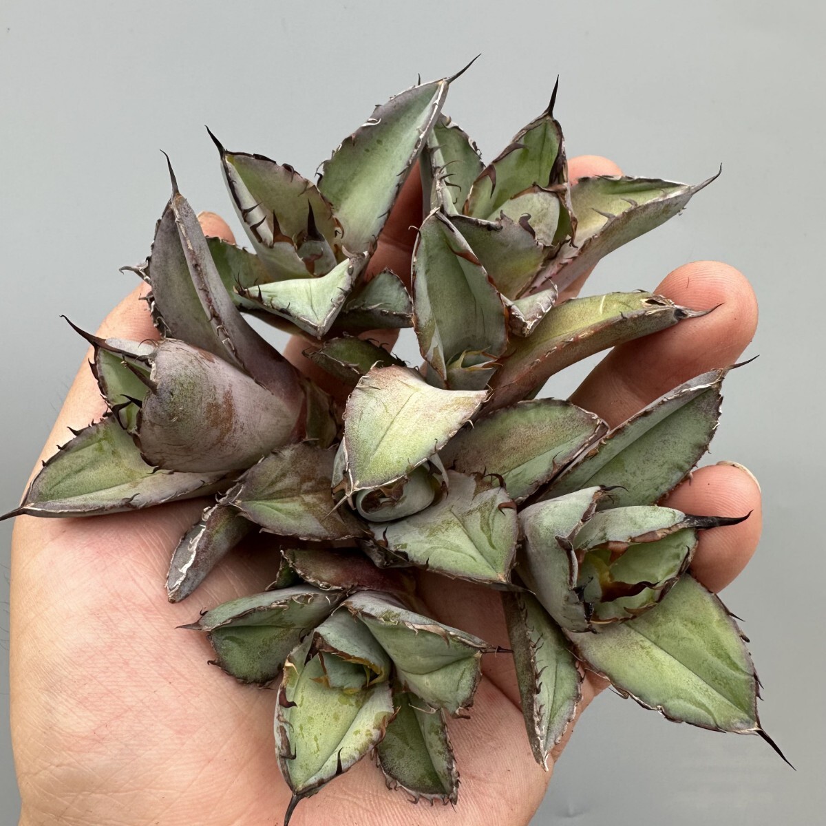 Yahoo!オークション - 【L LONG】J15 特選 アガベ 多肉植物 チタノタ B...