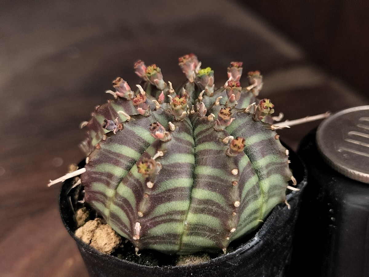 Yahoo!オークション - 実生 SBV 雌株 スーパーブラックバリダ キズあり...