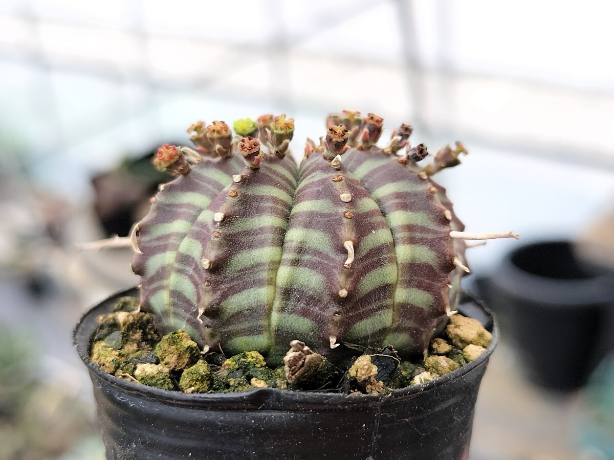 Yahoo!オークション - 実生 SBV 雌株 スーパーブラックバリダ キズあり...