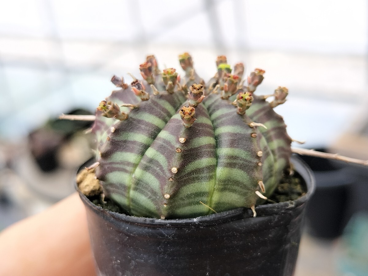 Yahoo!オークション - 実生 SBV 雌株 スーパーブラックバリダ キズあり...