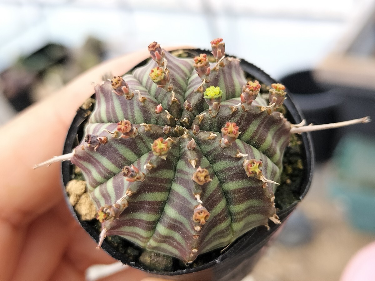 Yahoo!オークション - 実生 SBV 雌株 スーパーブラックバリダ キズあり...