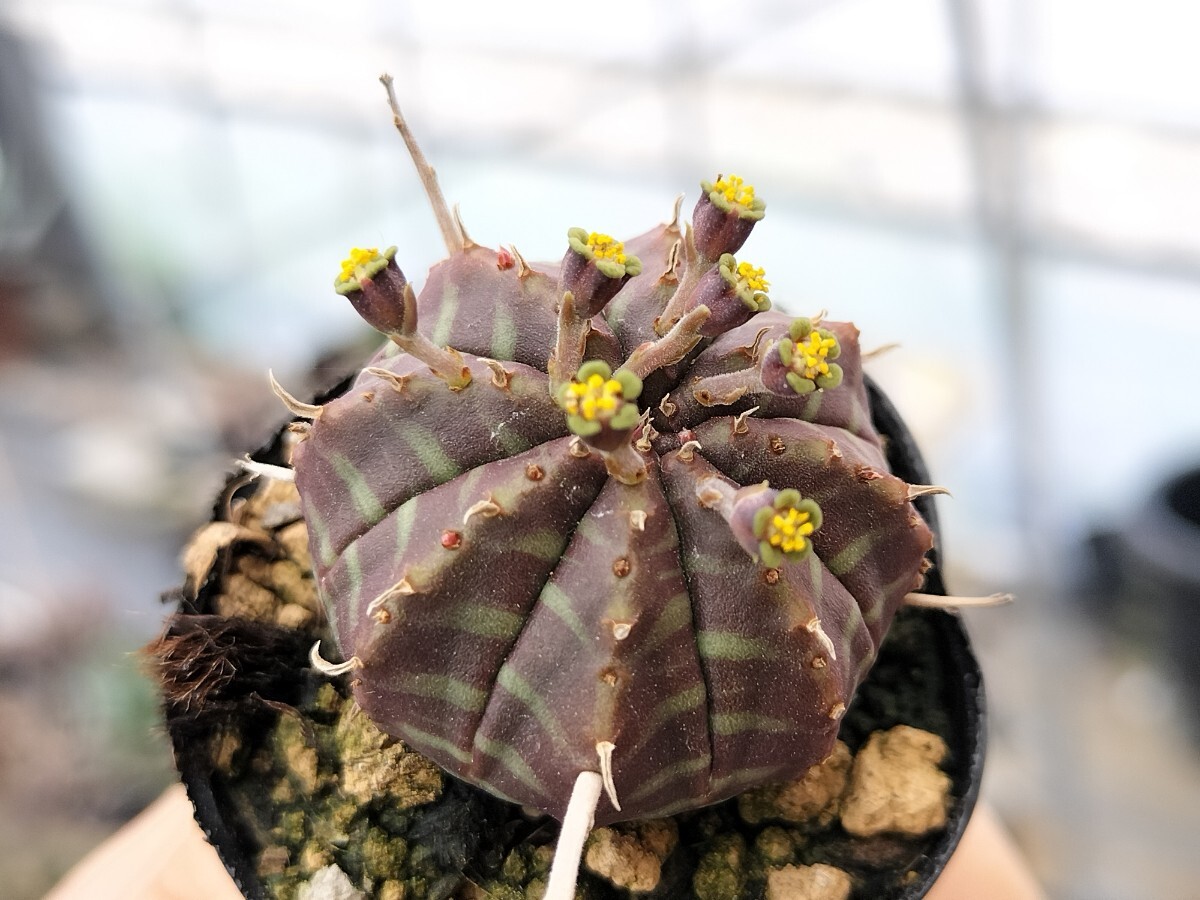 Yahoo!オークション - 実生 SBV 雄株 スーパーブラックバリダ キズあり...