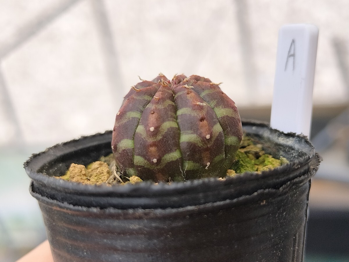 Yahoo!オークション - A実生株A SBV スーパーブラックバリダ キズあり ...