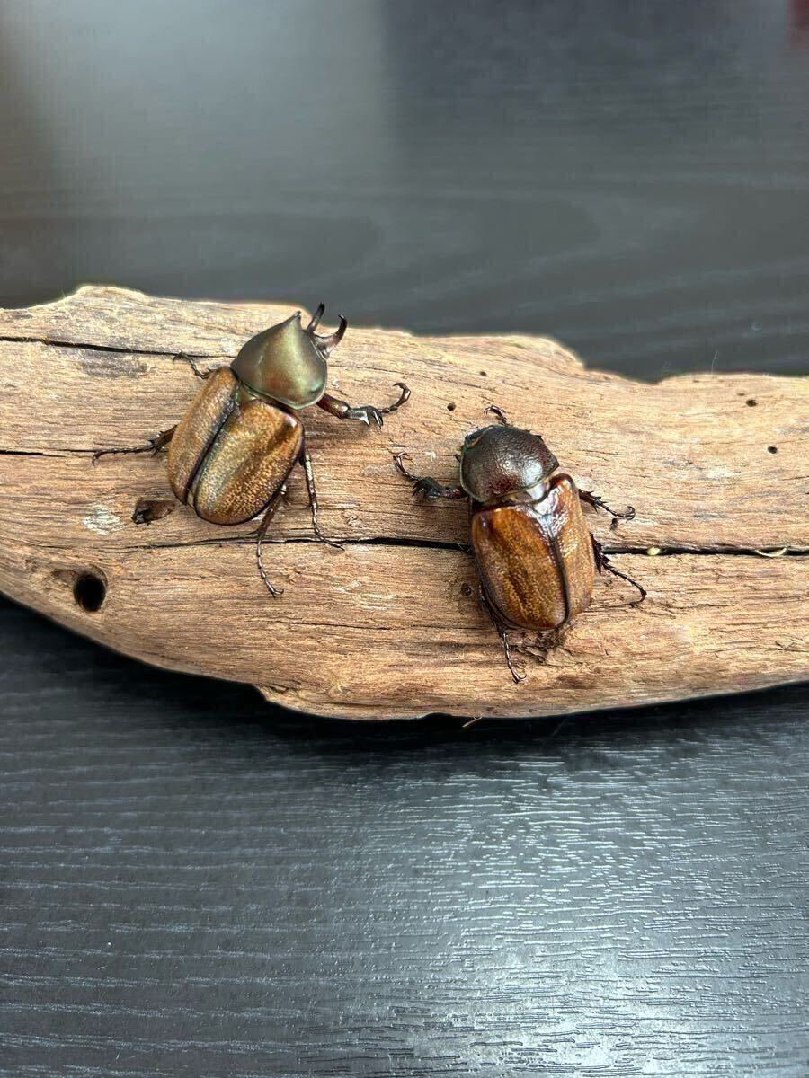 Yahoo!オークション - ウルスヒナカブト WF3幼虫4頭②