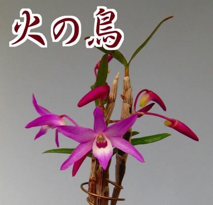 △セッコク火の鳥 セッコク 長生蘭 山野草 富貴蘭△(ラン)|売買 △セッコク火の鳥 セッコク 長生蘭 山野草 富貴蘭△(ラン)|売買
