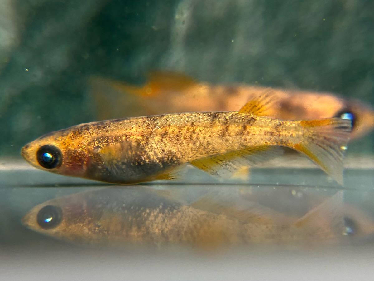 Yahoo!オークション - 【sazabi killifish】現物出品 AW-03R 1ペア＋1...