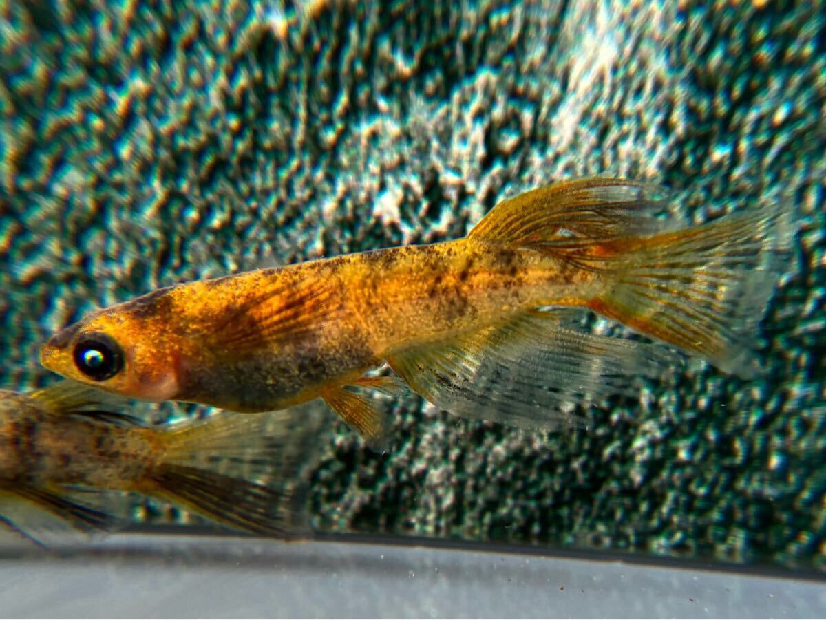 Yahoo!オークション - 【sazabi killifish】現物出品 AW-03R 1ペア＋1...